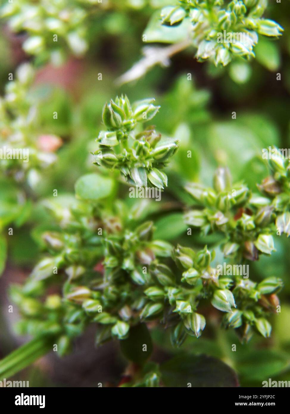 Polycarpon tetraphyllum hi-res stock photography and images - Alamy