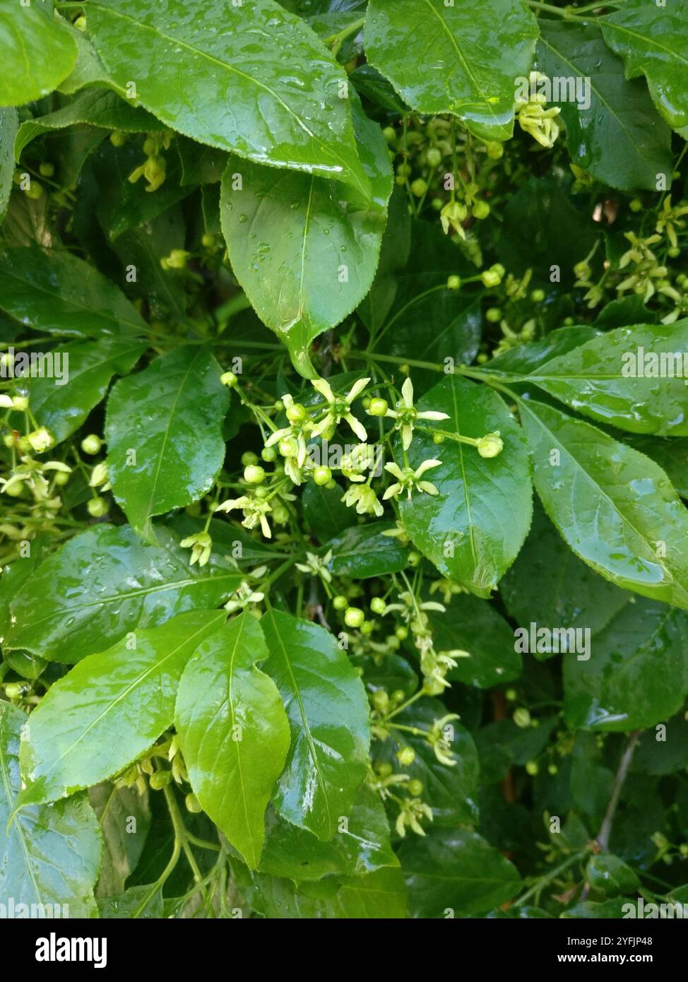Spindle (Euonymus europaeus Stock Photo - Alamy