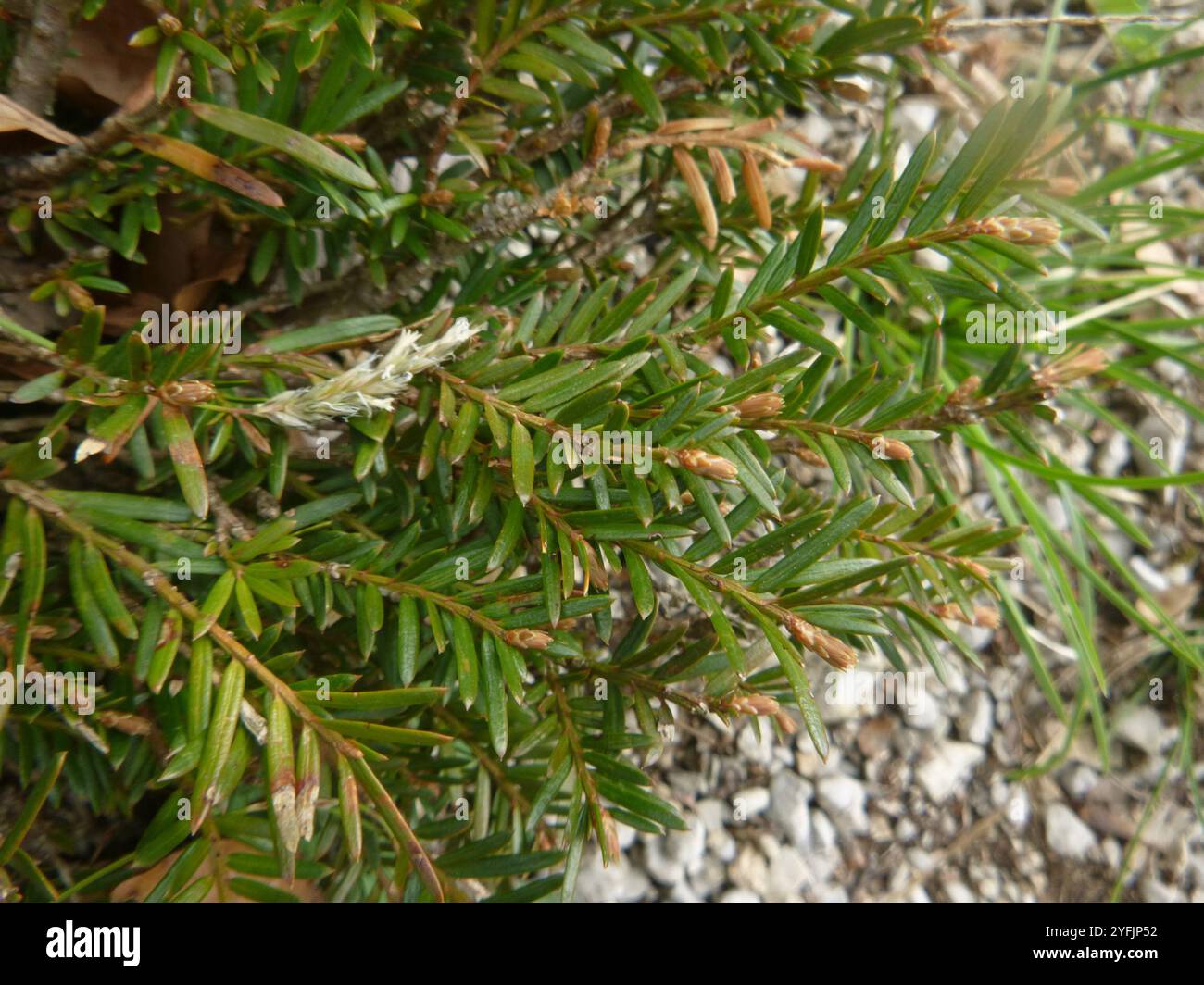 common yew (Taxus baccata Stock Photo - Alamy