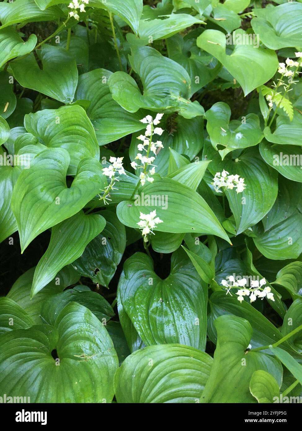 Western Lily of the Valley (Maianthemum dilatatum Stock Photo - Alamy