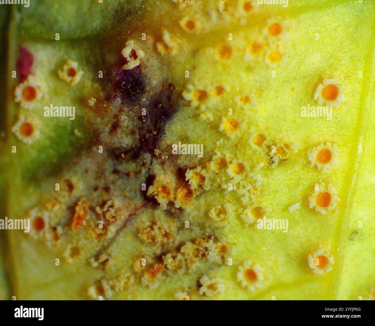 orange wheat rust (Puccinia recondita Stock Photo - Alamy