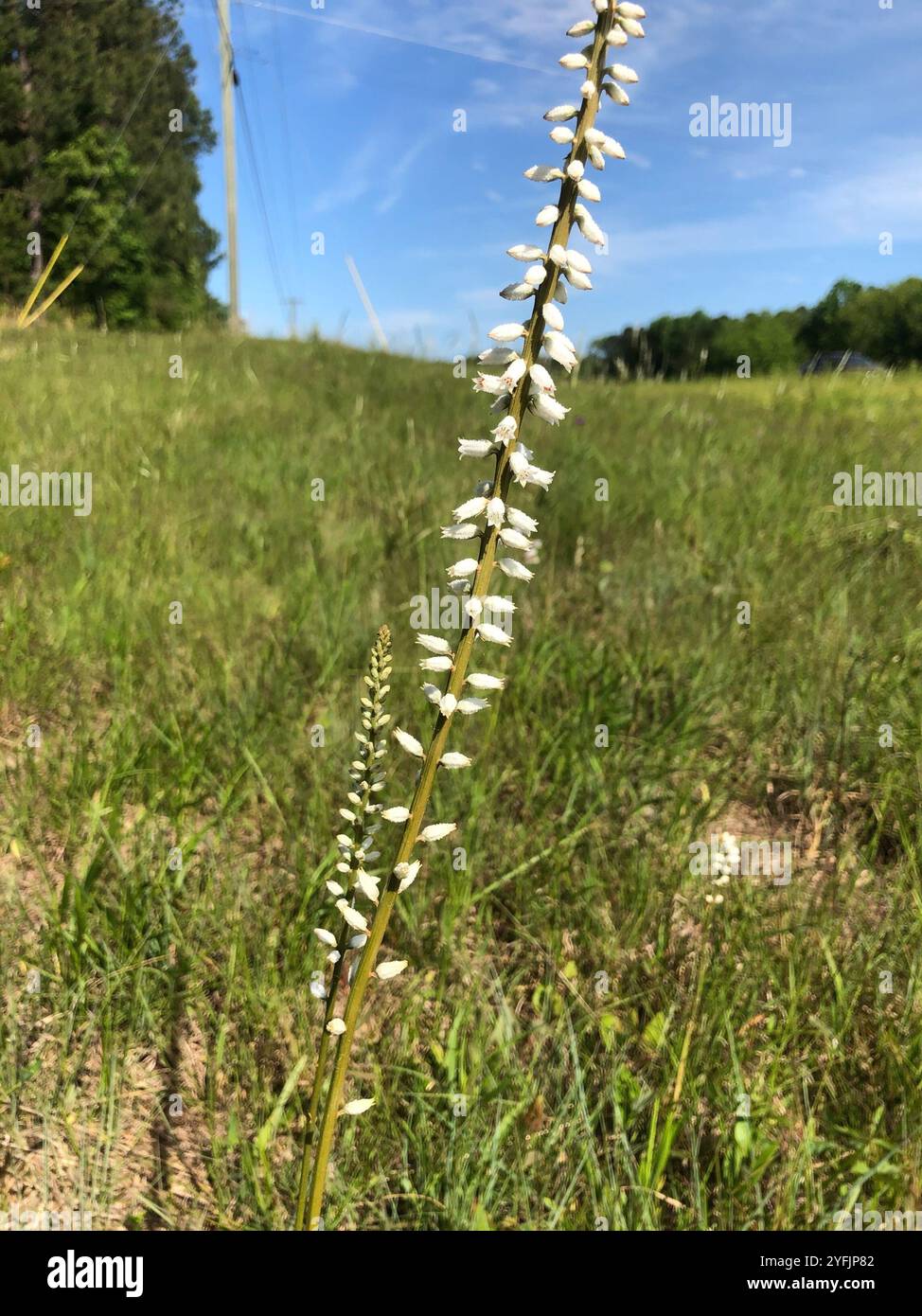 White-tubed Colicroot (Aletris farinosa Stock Photo - Alamy