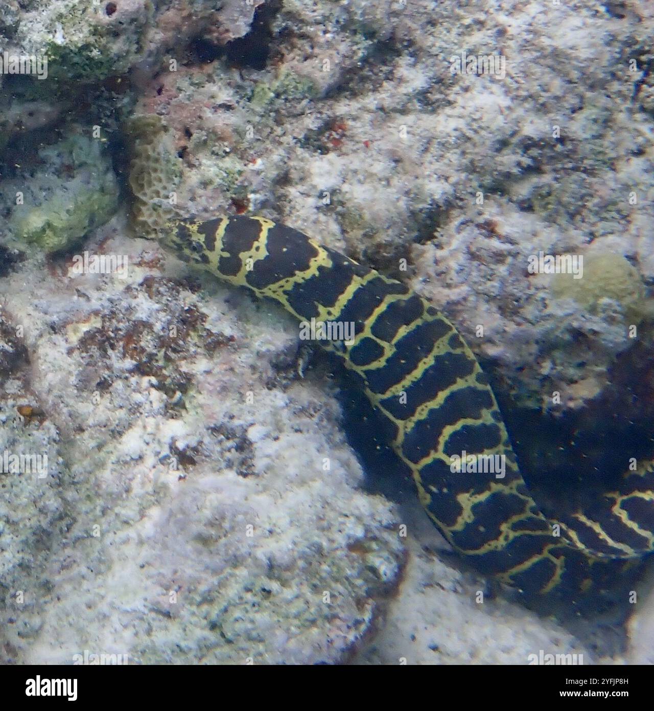Chain Moray (Echidna catenata Stock Photo - Alamy