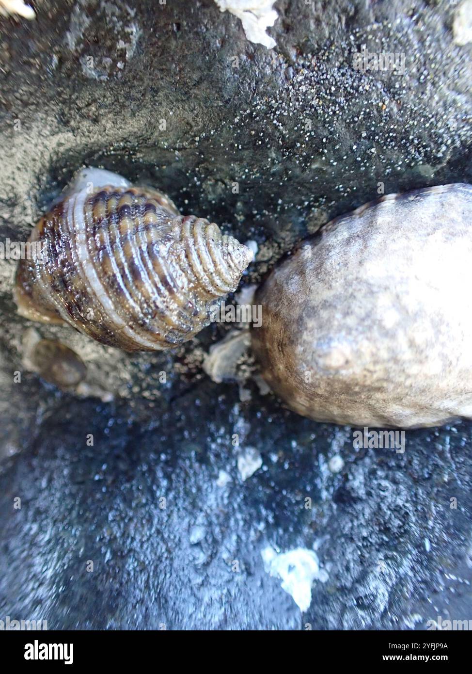 Channeled Dog Winkle (Nucella canaliculata Stock Photo - Alamy