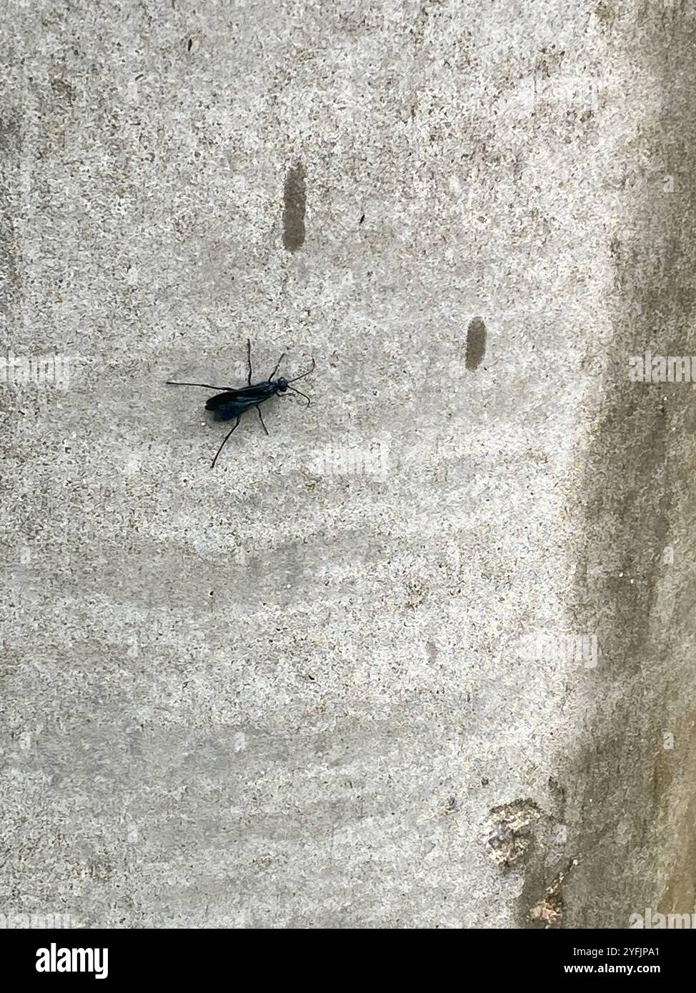 Nearctic blue mud dauber hi-res stock photography and images - Alamy