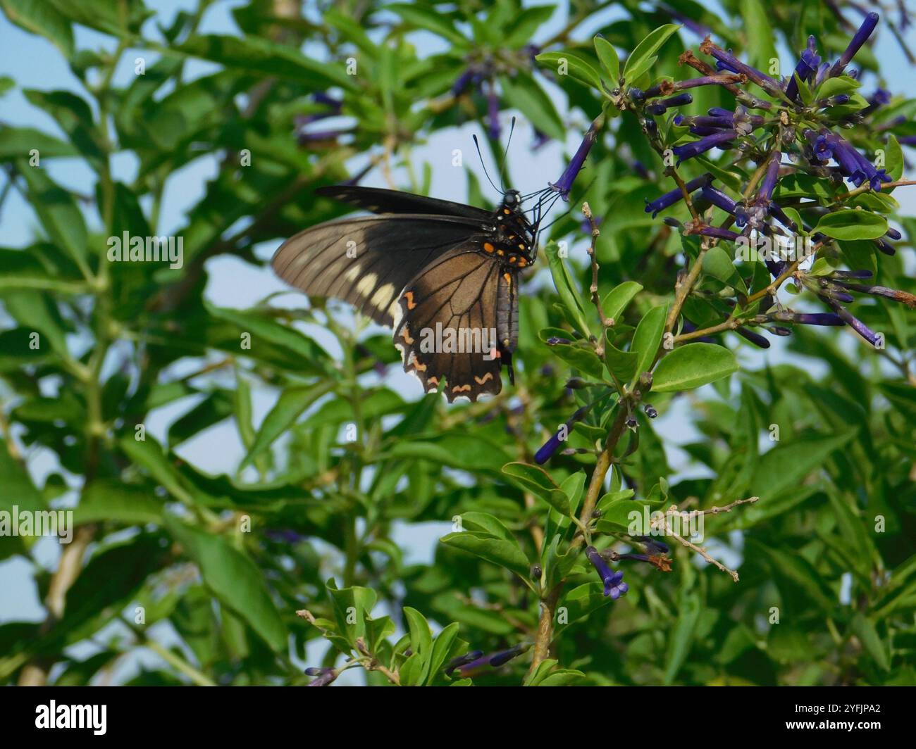 Polydamas Swallowtail (Battus polydamas Stock Photo - Alamy