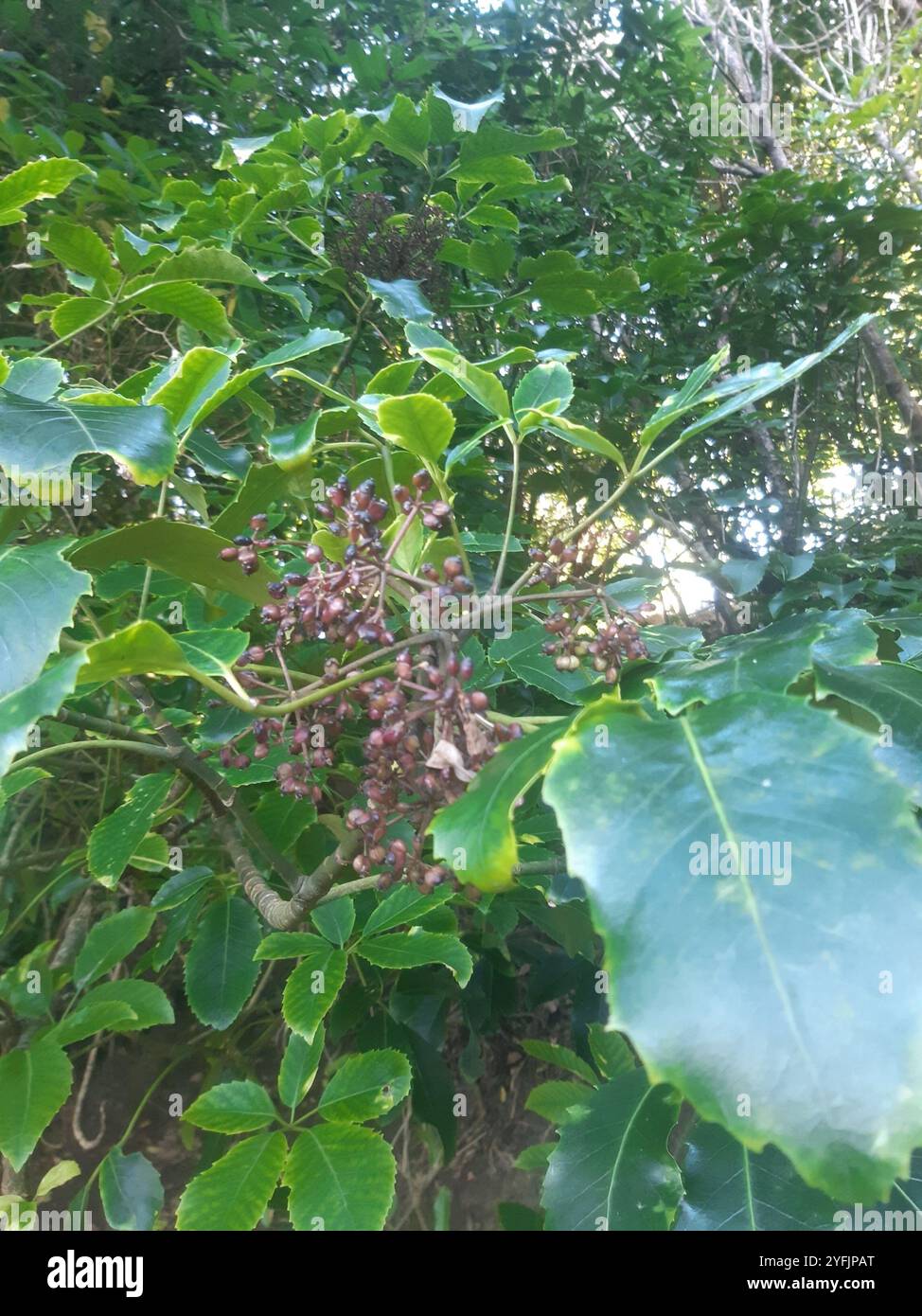 five finger (Pseudopanax arboreus Stock Photo - Alamy