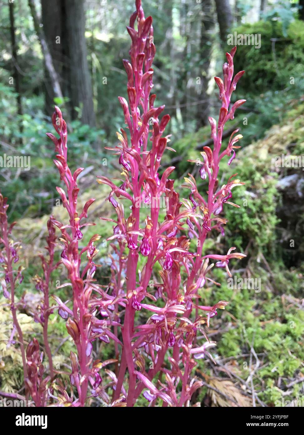 Pacific coralroot (Corallorhiza mertensiana Stock Photo - Alamy