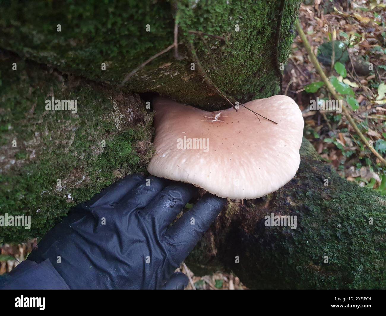 Cyclocybe parasitica hi-res stock photography and images - Alamy