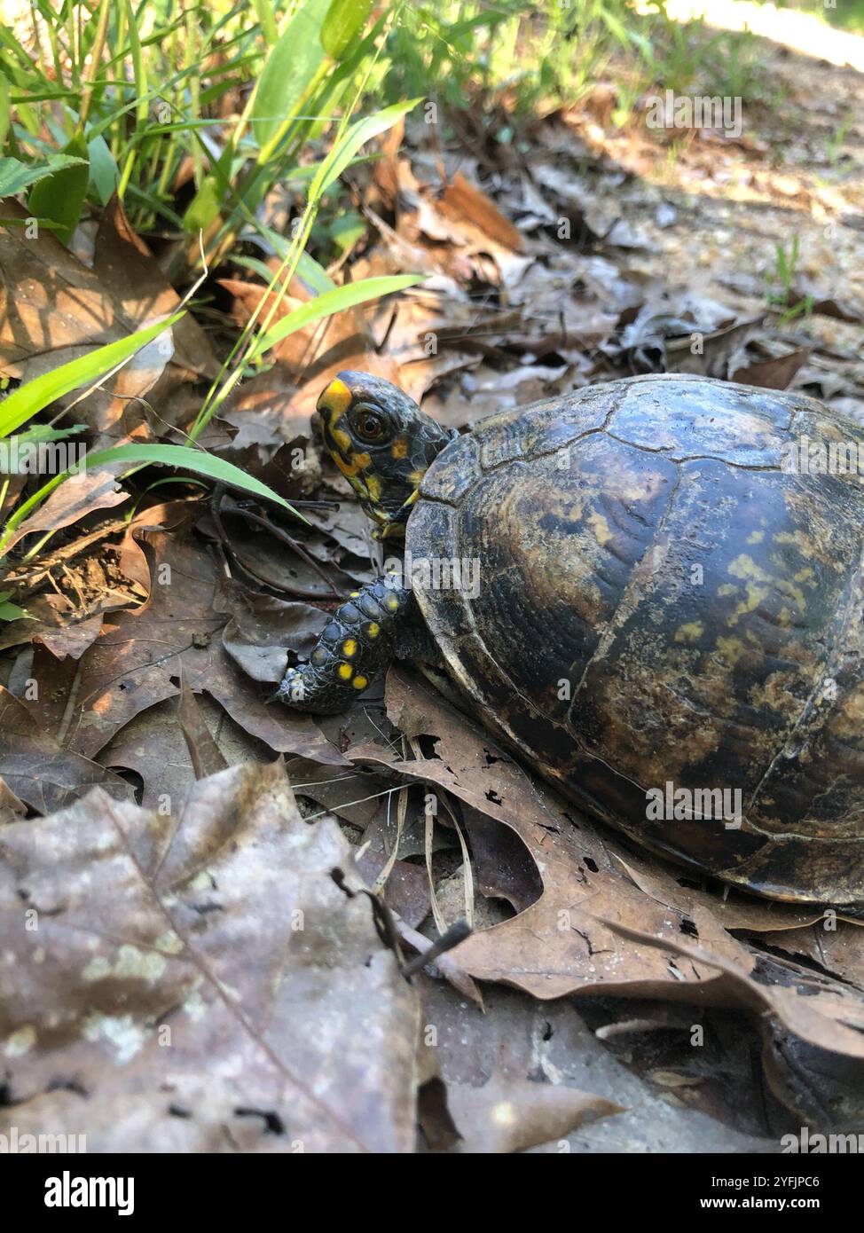 Three-toed Box Turtle (Terrapene triunguis Stock Photo - Alamy