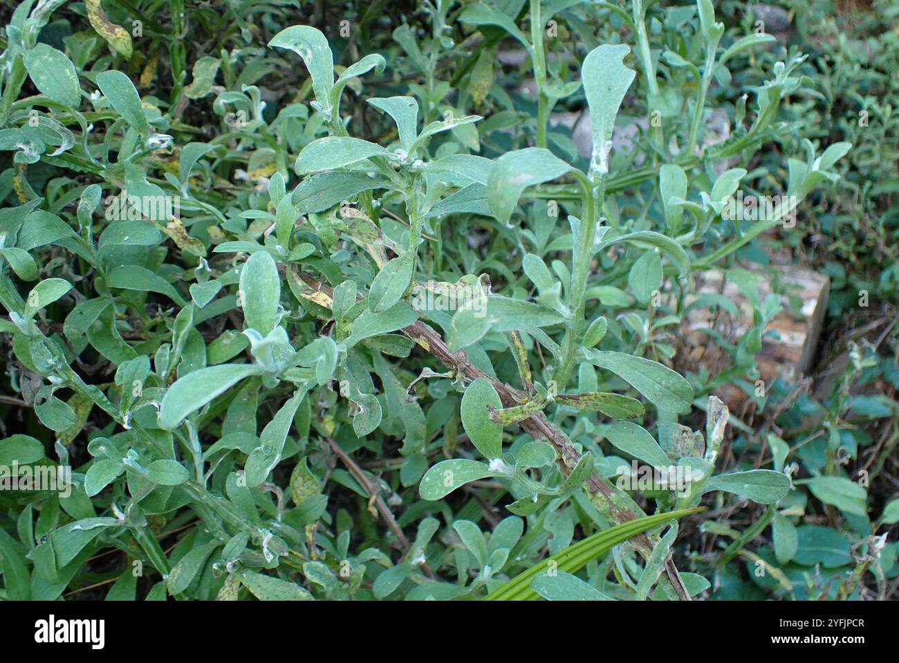 Kooigoed Everlasting (Helichrysum odoratissimum Stock Photo - Alamy