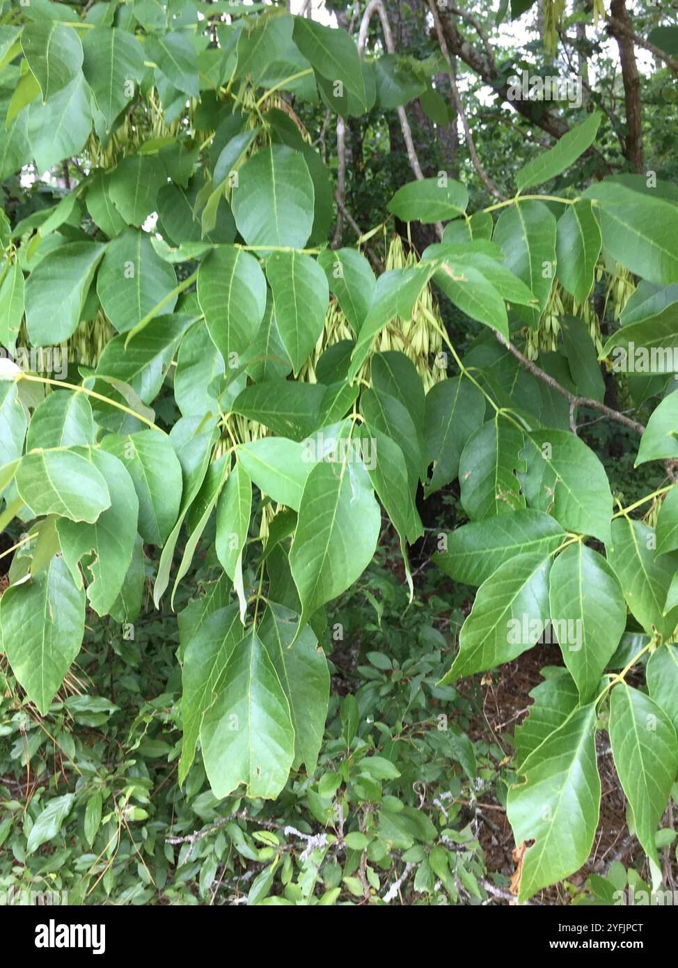 white ash (Fraxinus americana Stock Photo - Alamy