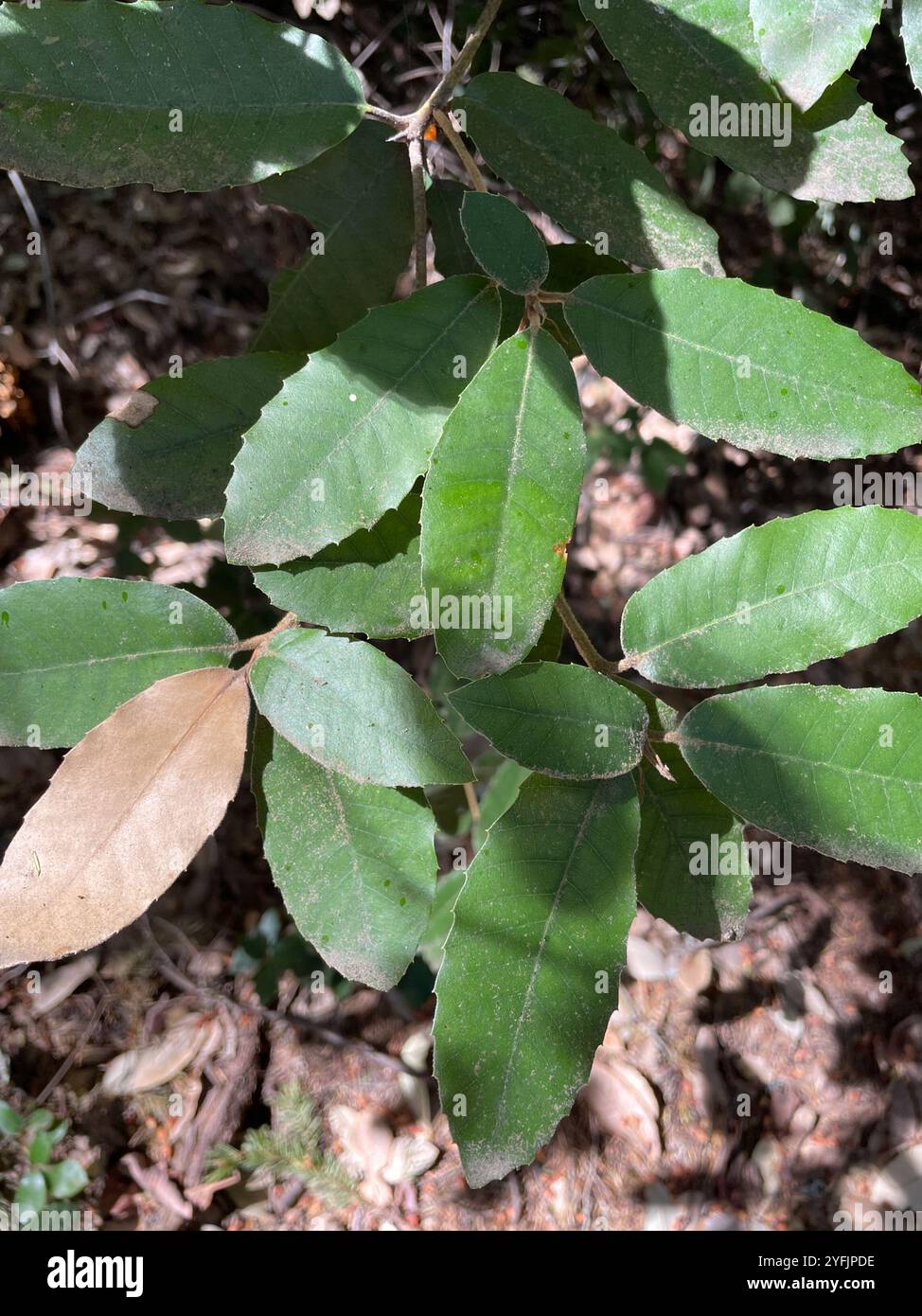 Tanoak (Notholithocarpus densiflorus Stock Photo - Alamy