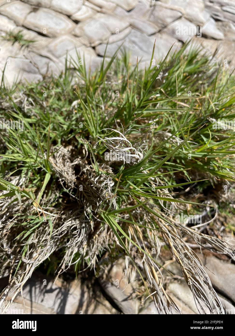 Saltgrass (Distichlis spicata Stock Photo - Alamy