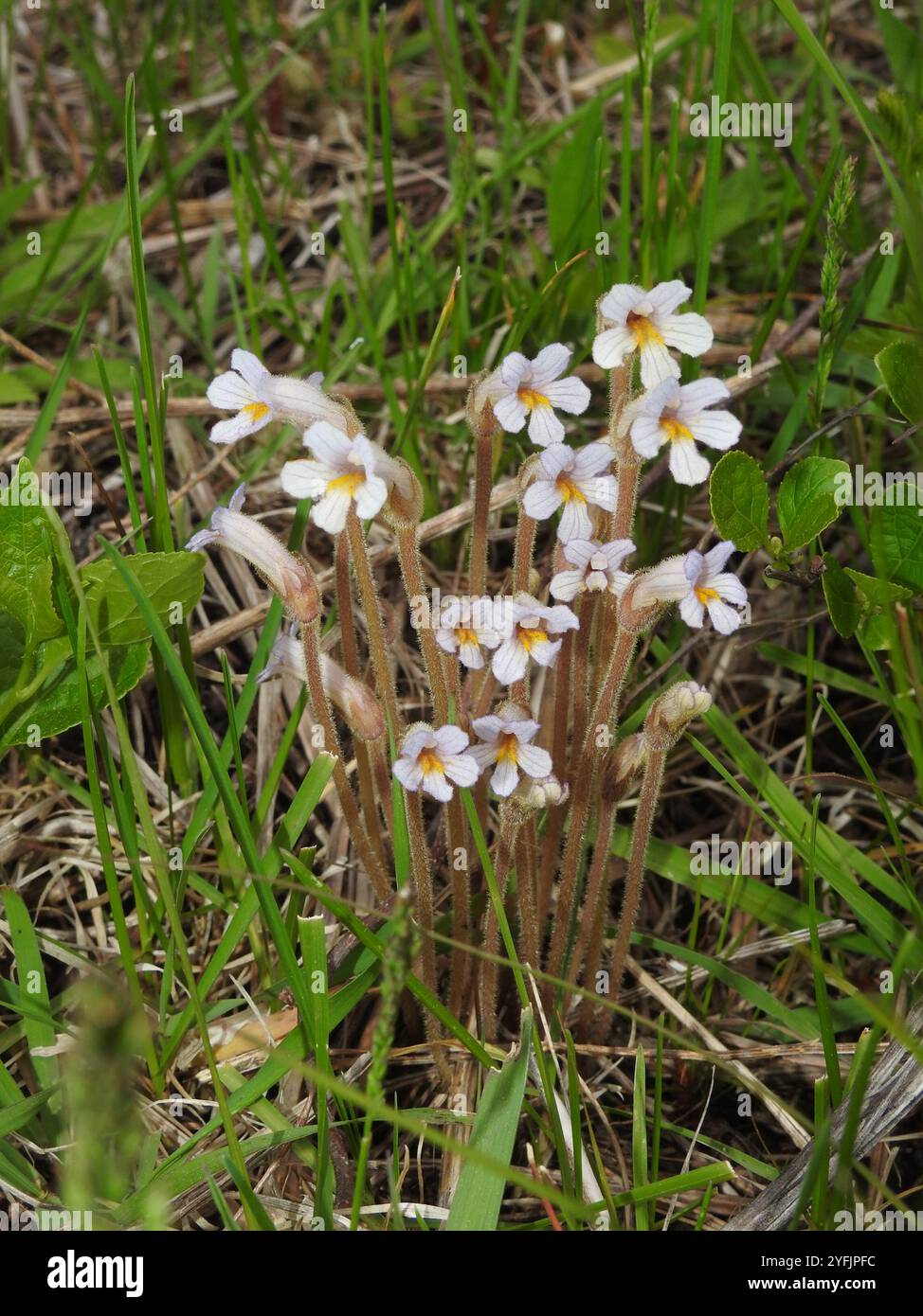 one-flowered cancer-root (Aphyllon uniflorum Stock Photo - Alamy