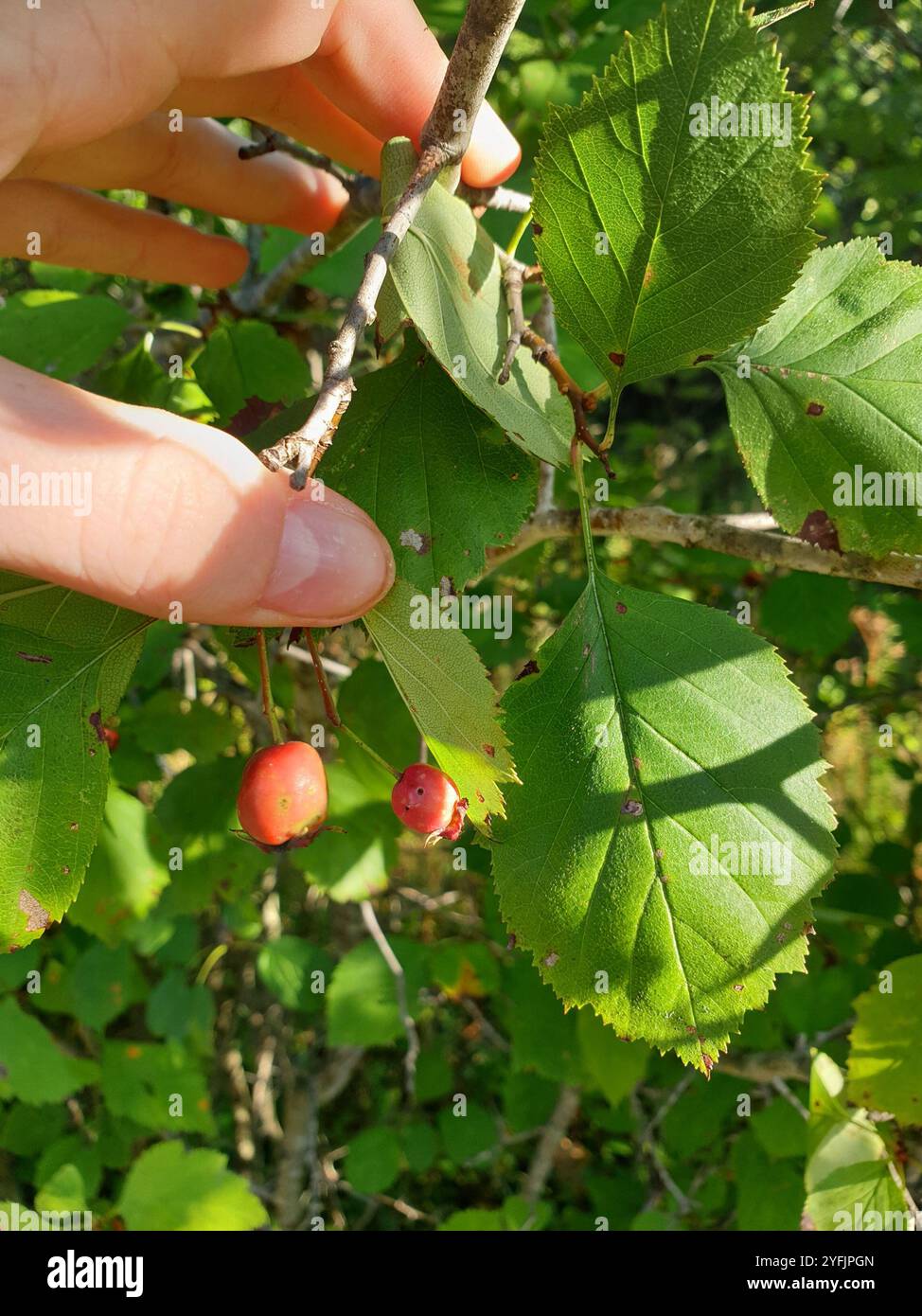 Brainerds hi-res stock photography and images - Alamy