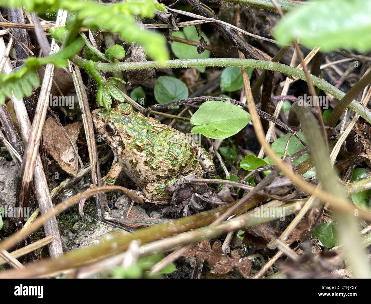 Fejervarya limnocharis hi-res stock photography and images - Alamy