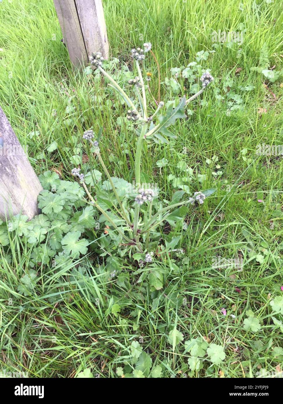 Beaked Hawksbeard (Crepis vesicaria Stock Photo - Alamy