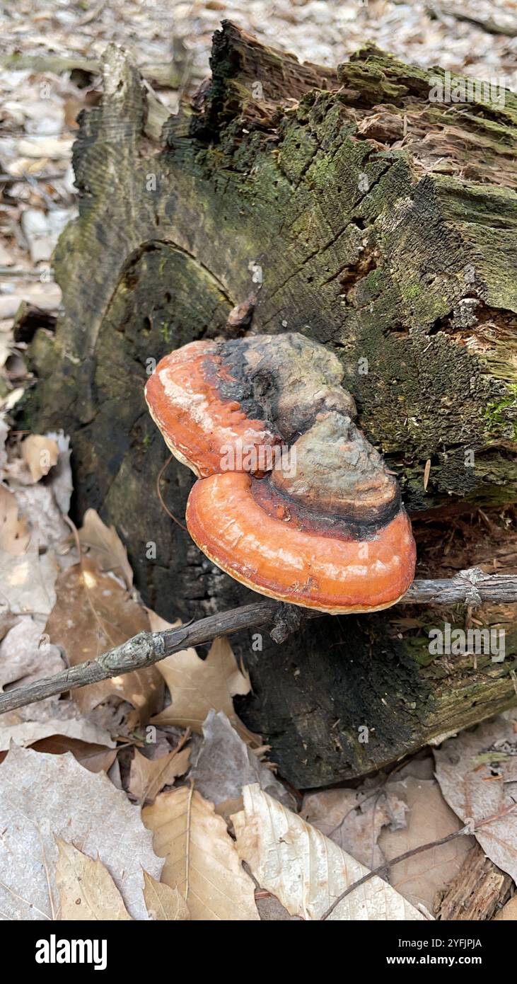 Northern Red Belt (Fomitopsis mounceae Stock Photo - Alamy