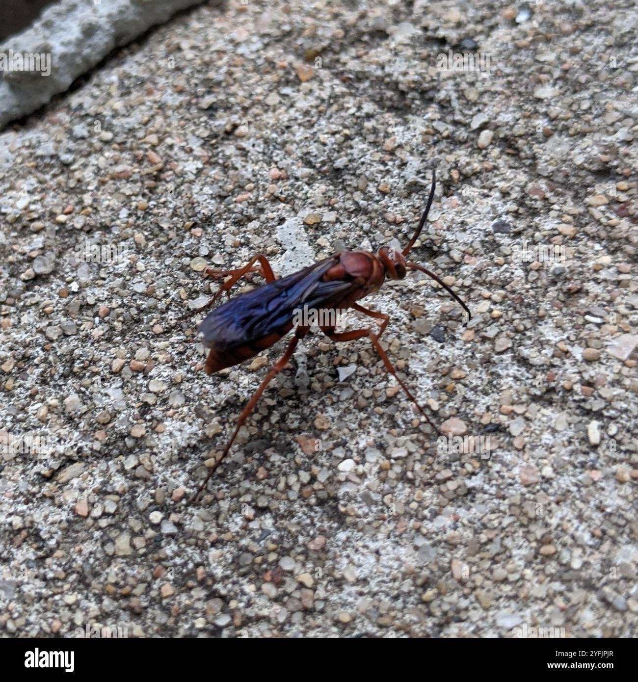 Rusty spider wasp hi-res stock photography and images - Alamy