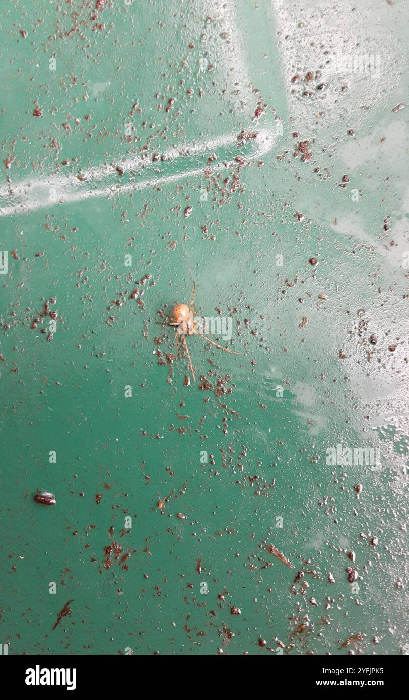 Spiders cave hi-res stock photography and images - Alamy