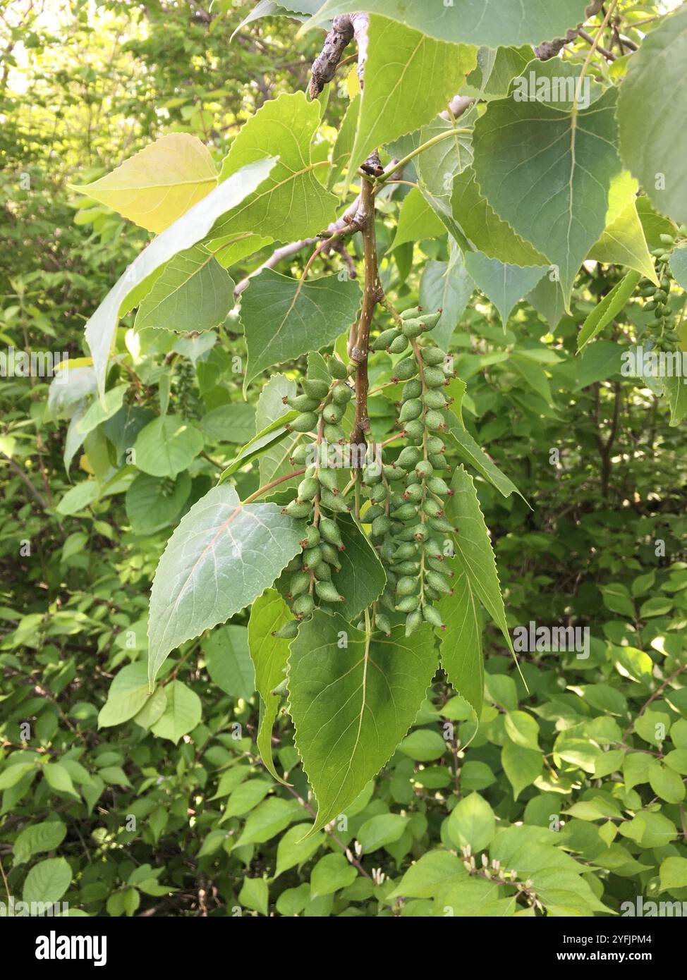 Eastern Cottonwood (Populus deltoides Stock Photo - Alamy