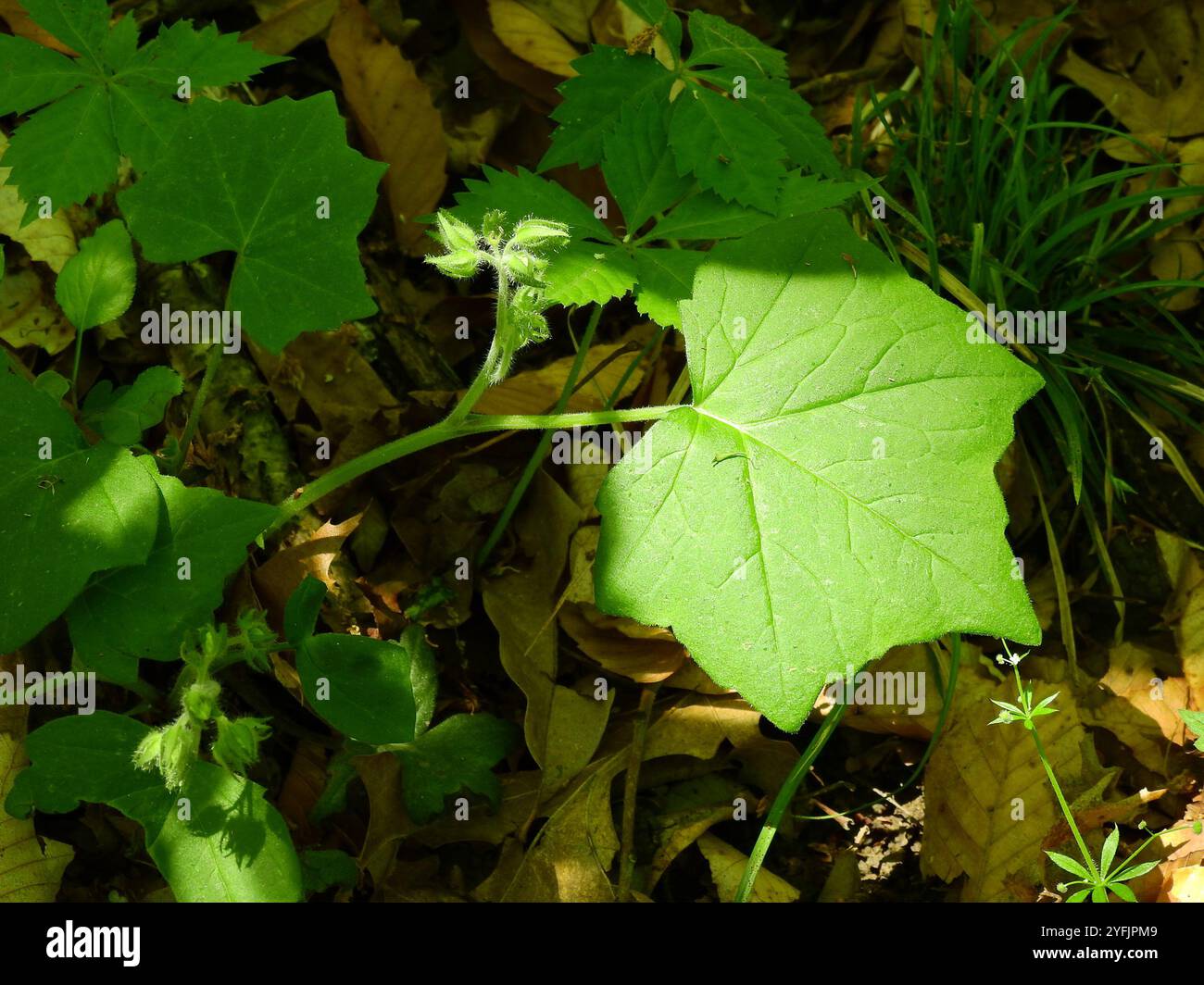 great waterleaf (Hydrophyllum appendiculatum Stock Photo - Alamy