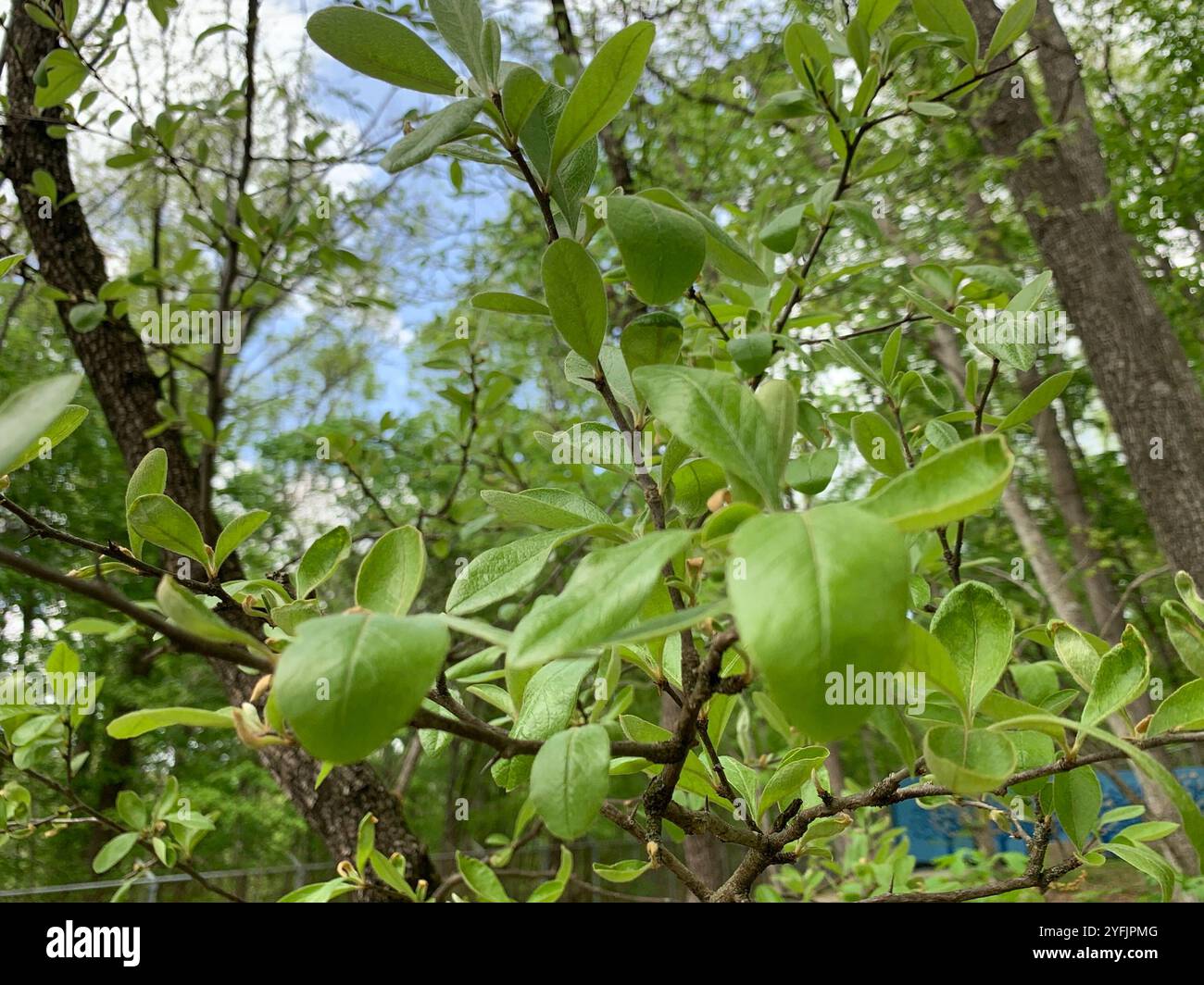 Gum bumelia (Sideroxylon lanuginosum Stock Photo - Alamy