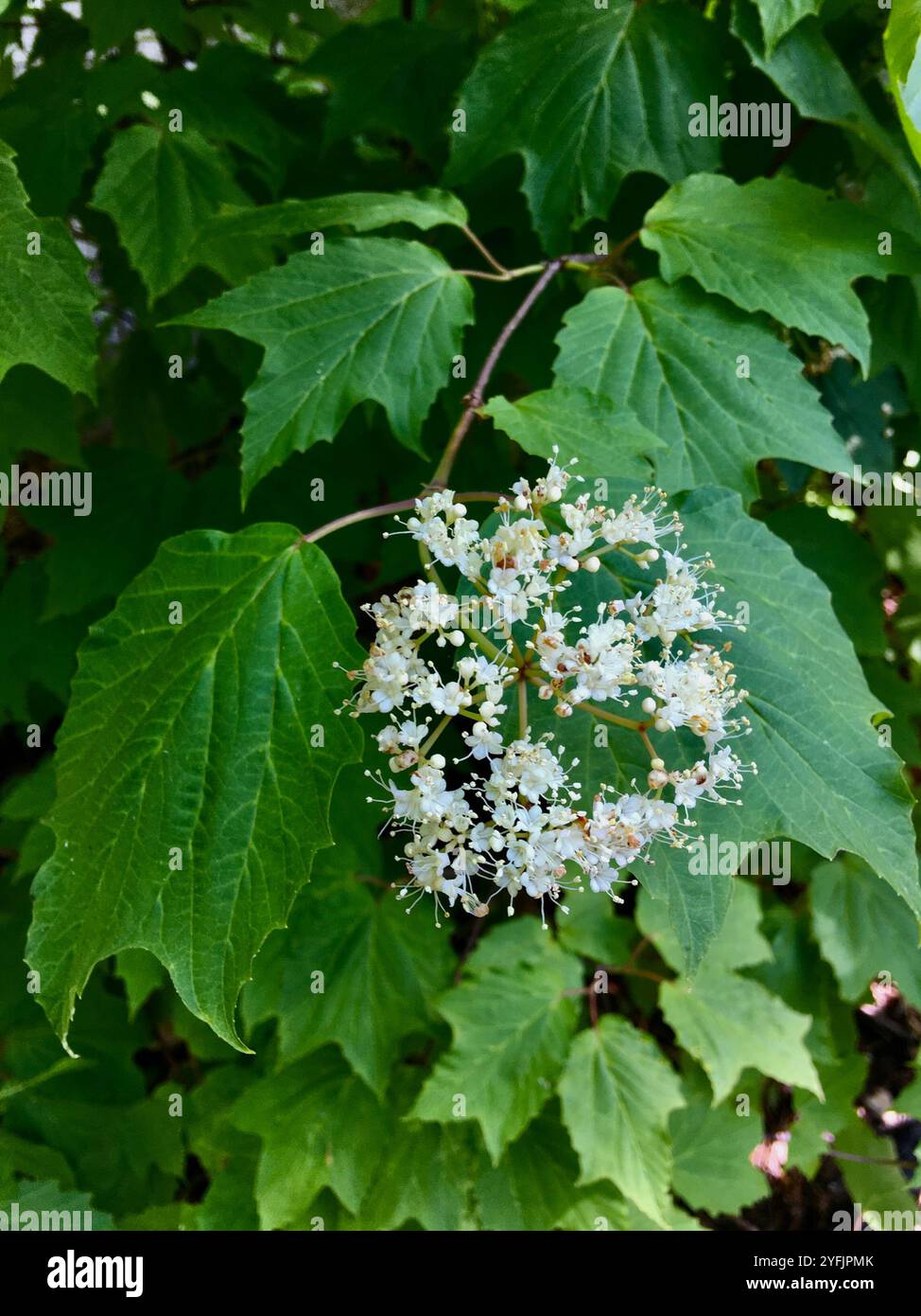 mapleleaf viburnum (Viburnum acerifolium Stock Photo - Alamy
