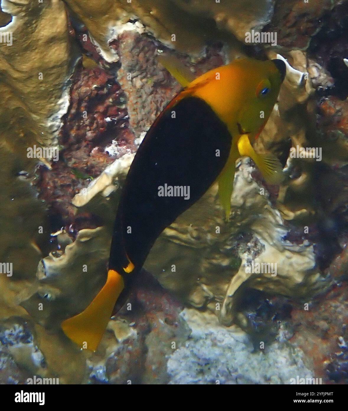 Rock beauty holacanthus tricolor hi-res stock photography and images ...