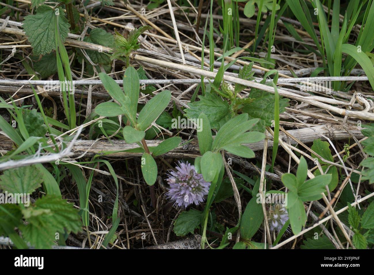 ballhead waterleaf (Hydrophyllum capitatum Stock Photo - Alamy