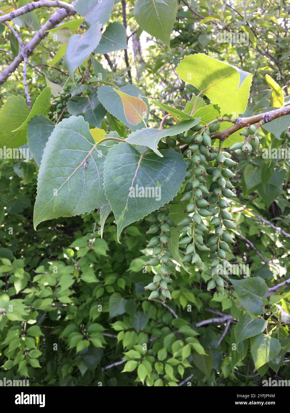 Eastern Cottonwood (Populus deltoides Stock Photo - Alamy