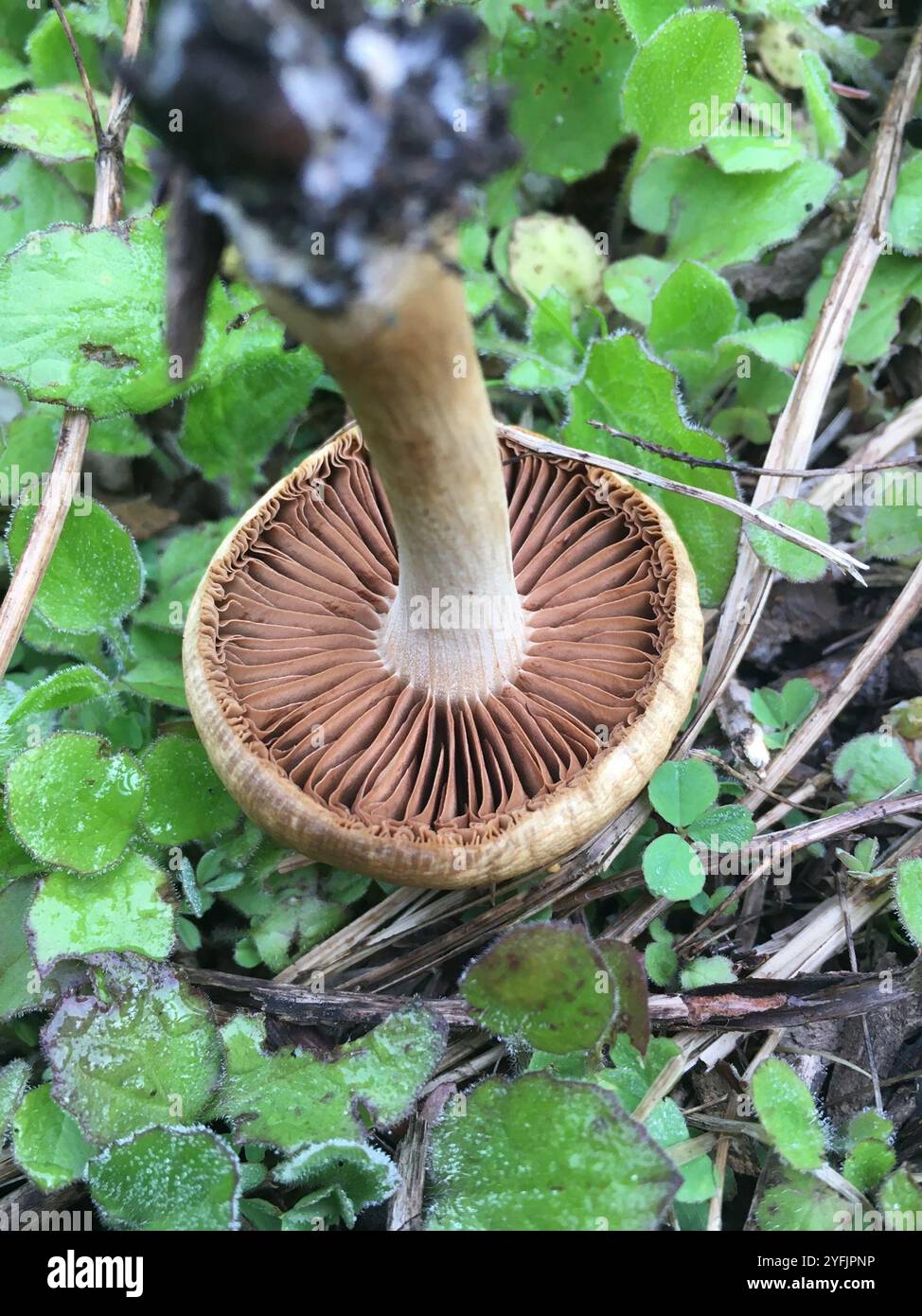 Common Fieldcap (Agrocybe pediades Stock Photo - Alamy
