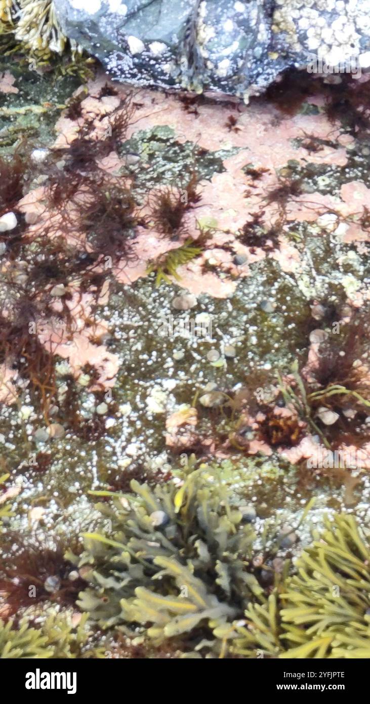 Crustose coralline algae (Lithothamnion Stock Photo - Alamy