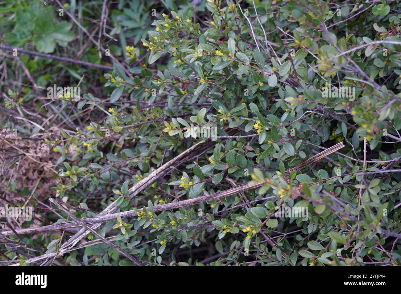 Oregon Boxwood (Paxistima myrsinites Stock Photo - Alamy