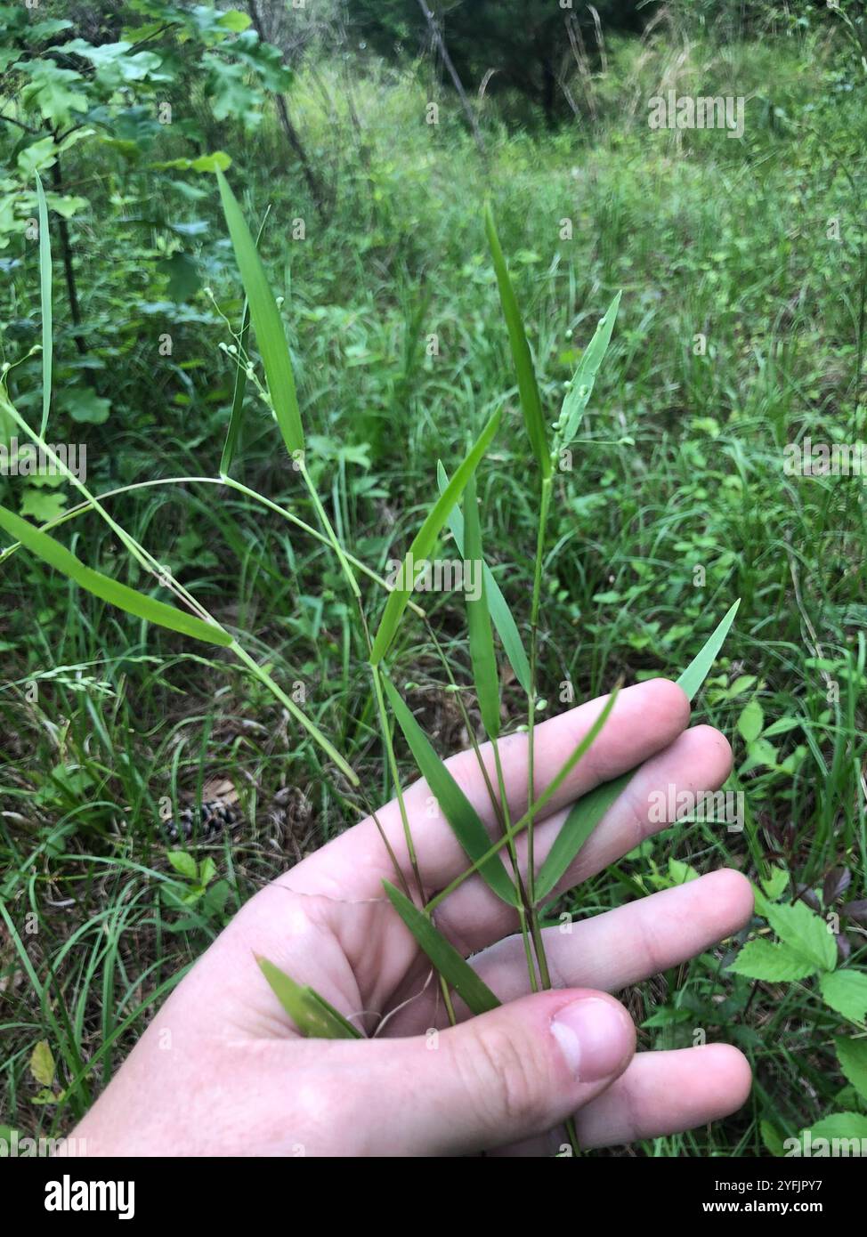 Scribner's Panicgrass (Dichanthelium scribnerianum Stock Photo - Alamy