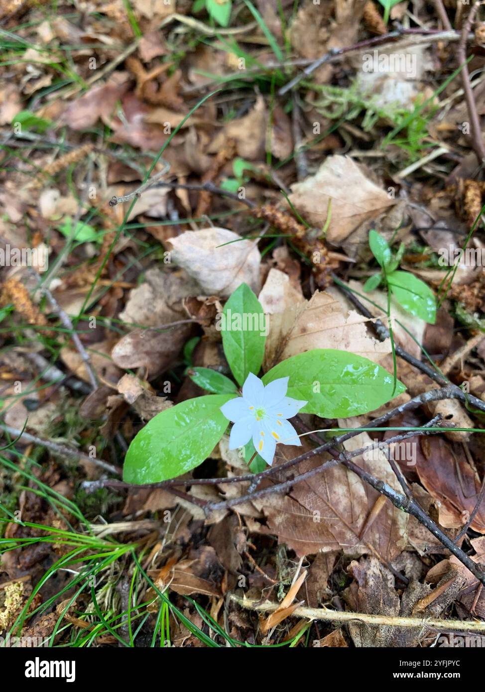 Arctic Starflower (Lysimachia europaea Stock Photo - Alamy