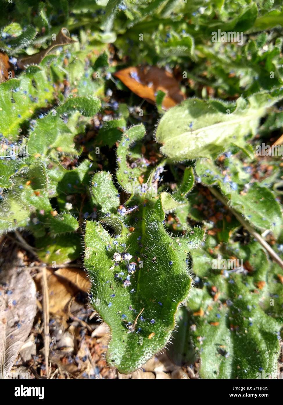 Common Cat's-ear (Hypochaeris radicata Stock Photo - Alamy