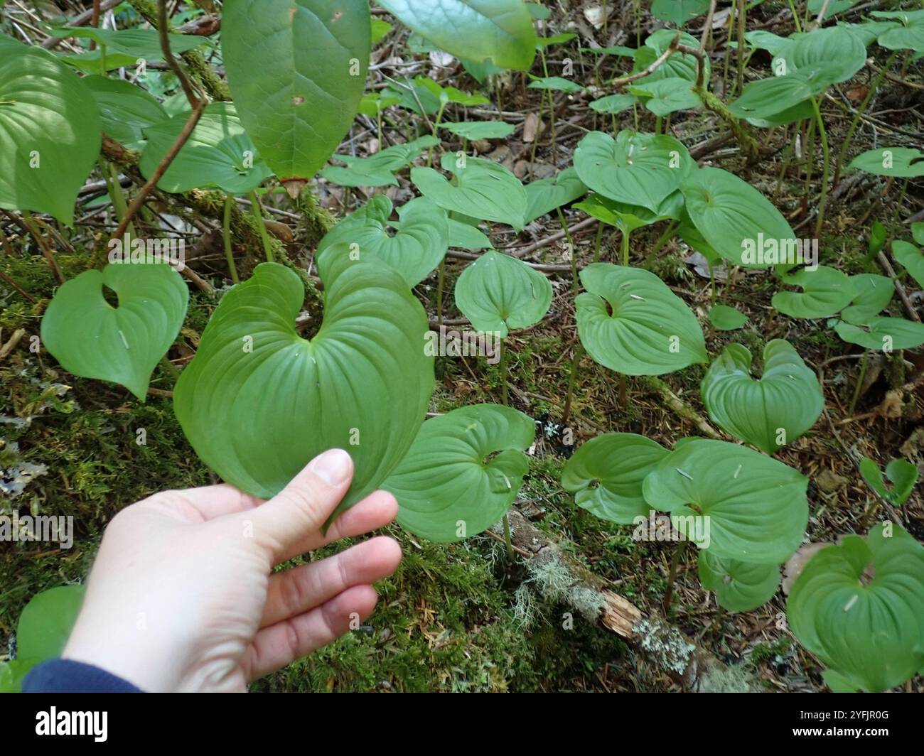 Western Lily of the Valley (Maianthemum dilatatum Stock Photo - Alamy
