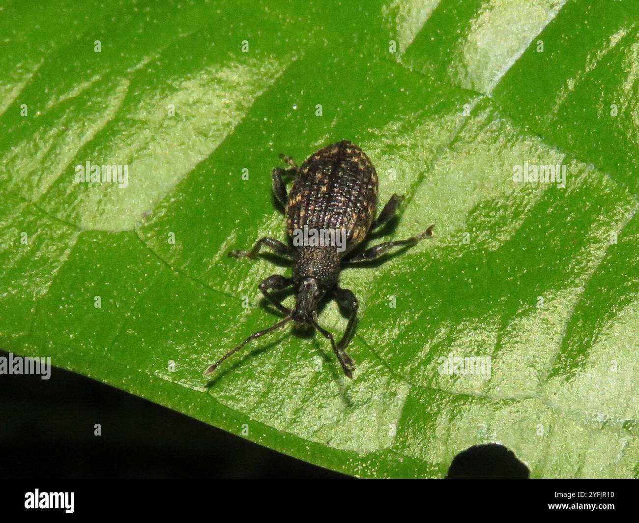Black Vine Weevil (Otiorhynchus sulcatus Stock Photo - Alamy