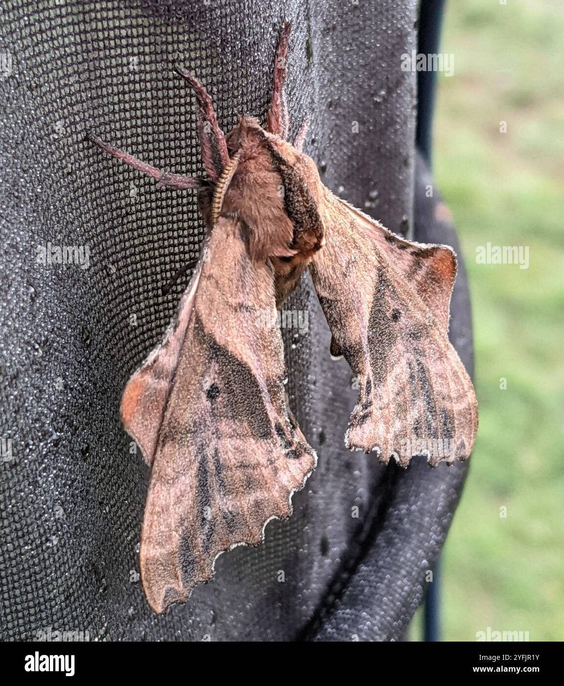 Blinded Sphinx (Paonias excaecata Stock Photo - Alamy