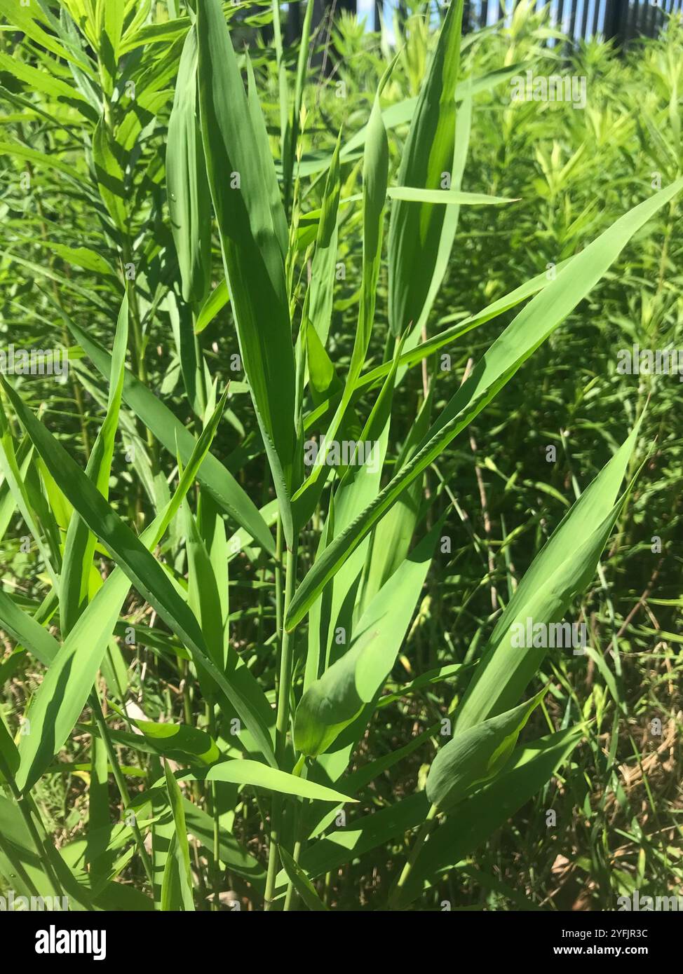 inland wood oats (Chasmanthium latifolium Stock Photo - Alamy