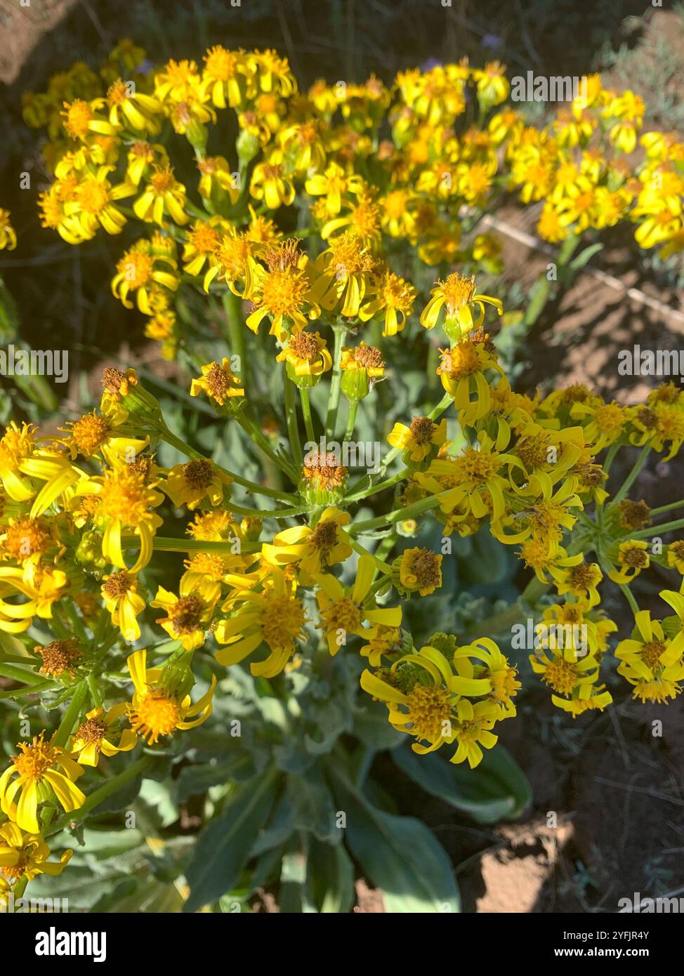 Tall western groundsel (Senecio integerrimus Stock Photo - Alamy