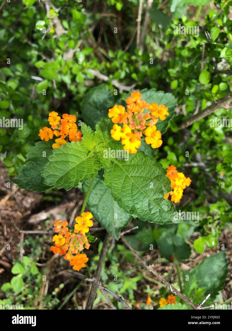 Texas lantana (Lantana urticoides Stock Photo - Alamy