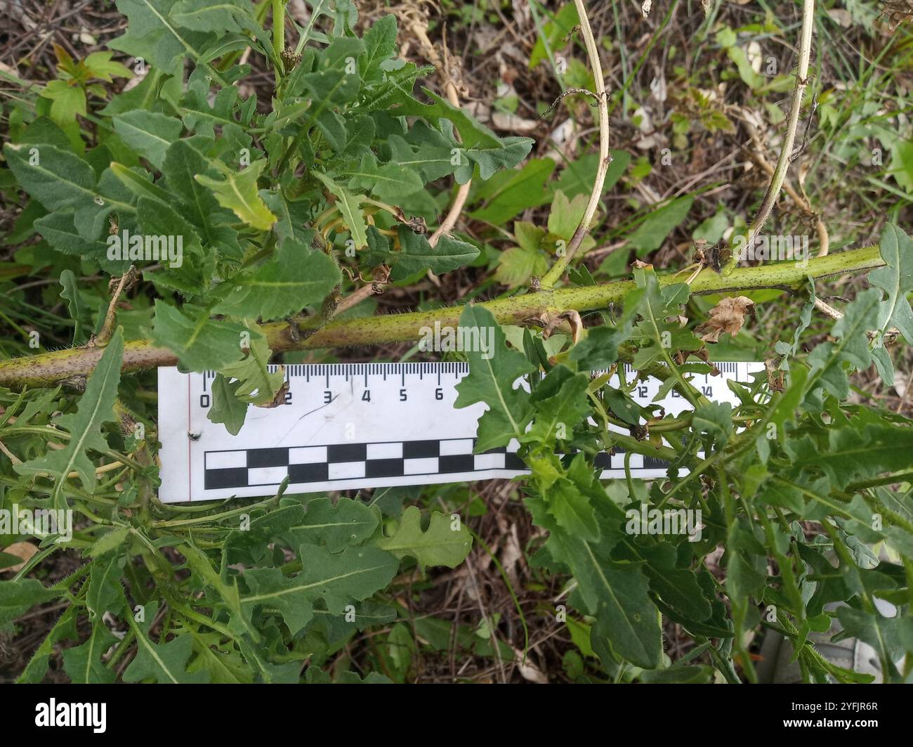 False London-rocket (Sisymbrium loeselii Stock Photo - Alamy