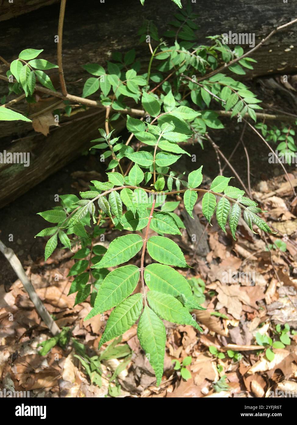 Amur corktree hi-res stock photography and images - Alamy
