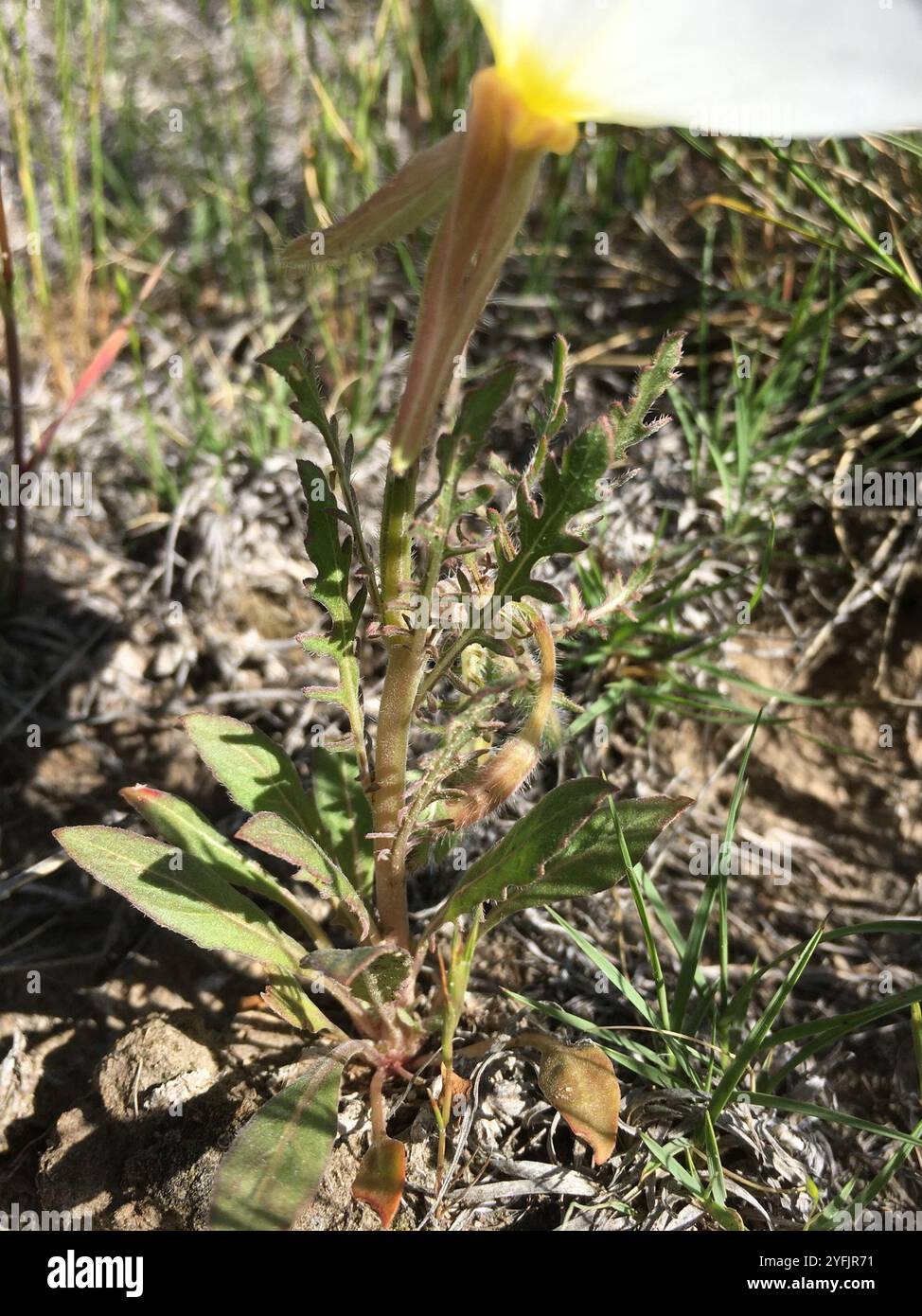 White-stem Evening Primrose (Oenothera albicaulis Stock Photo - Alamy