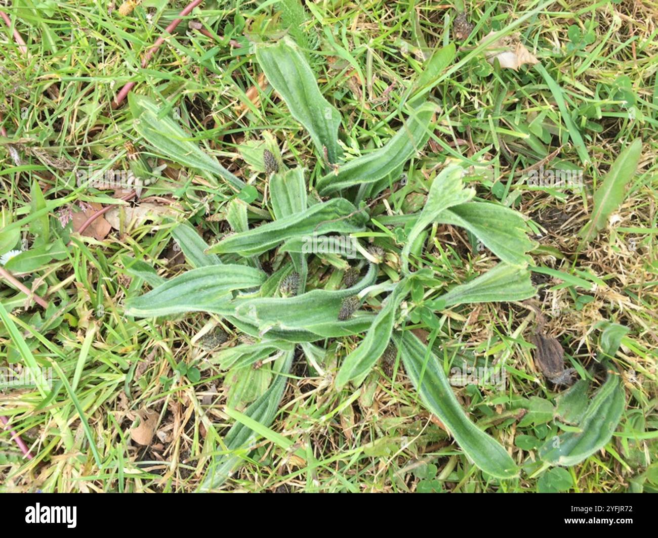 ribwort plantain (Plantago lanceolata Stock Photo - Alamy