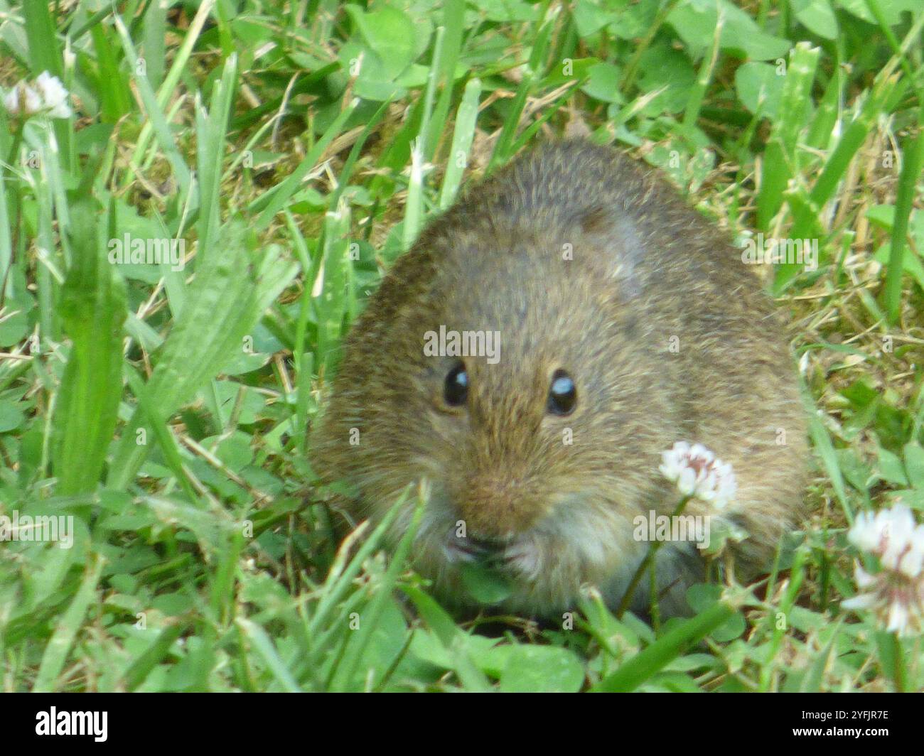 Hispid Cotton Rat (Sigmodon hispidus Stock Photo - Alamy
