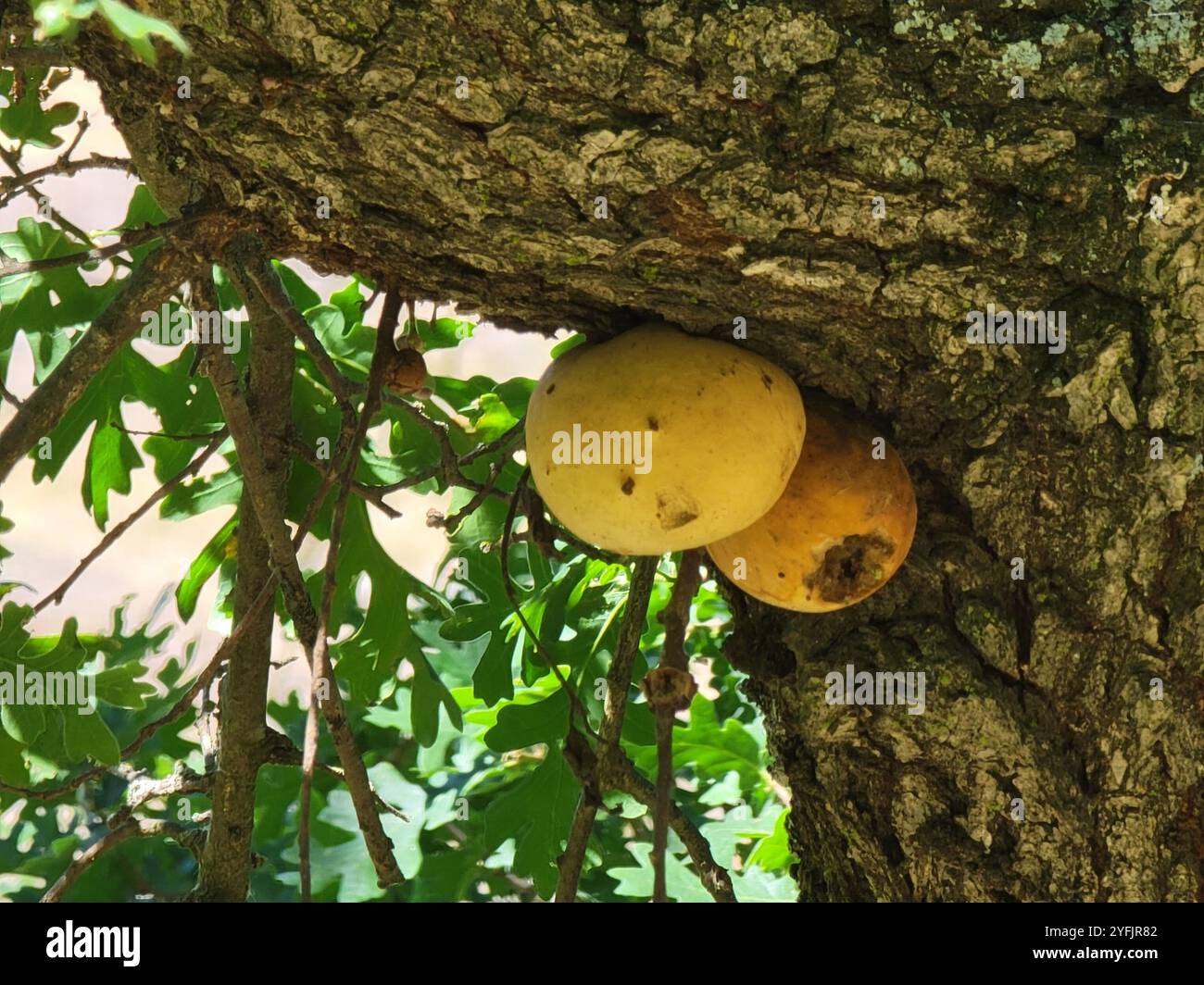 California Gall Wasp (Andricus quercuscalifornicus Stock Photo - Alamy